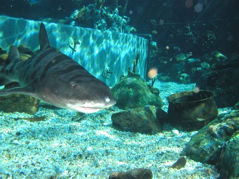 Shark Reef Typhoon Lagoon DisneyWorld Photo Only No Link Absolutely One Of My Favorite
