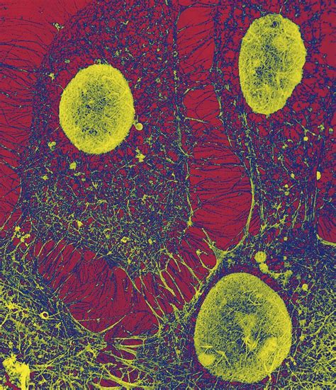 Cytoskeleton Microscope
