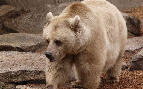 الدب البني السوري المهدد بالانقراض ماذا تعرف عنه ؟ وما مصيره ؟ Ark News