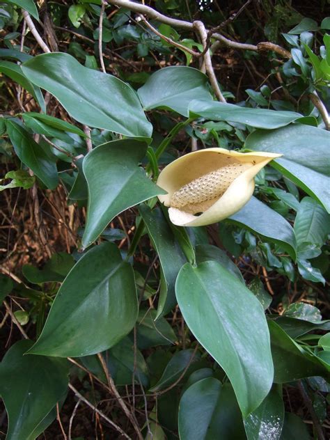 Scindapsus Officinalis Roxb Schott Plants Of The World Online