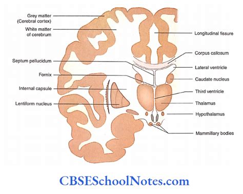 Central Nervous System And Peripheral Nervous System Notes Cbse