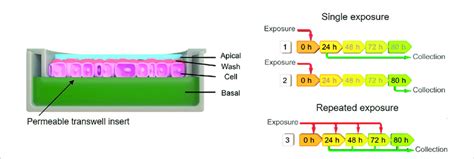 Schematic Indicating The Exposure Scenarios And Sample Collection After
