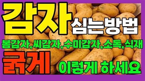 감자심는방법 과 감자심는시기 3월에 4월 초까지 심는 작물 감자 Youtube