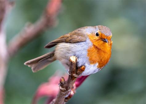 Robin Red Breast Dublin S Red Breasted Beauty Erithacus Rubecula