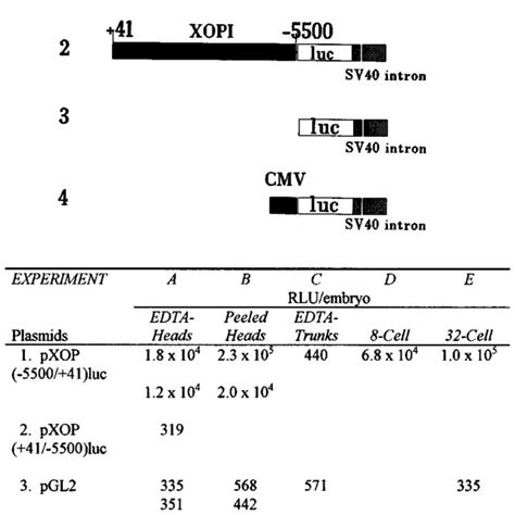 Rhodopsin Upstream Sequences Direct Transient Expression Of Luciferase