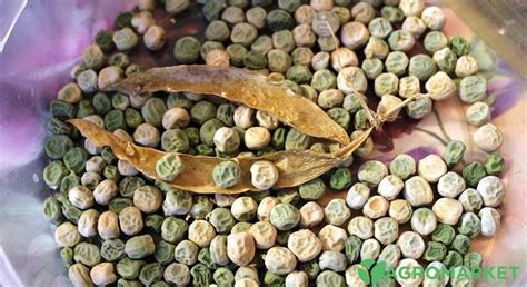 Замачиваем горох перед посадкой – Agro-Market