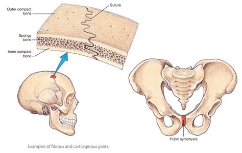 Three Types Of Fibrous Joints