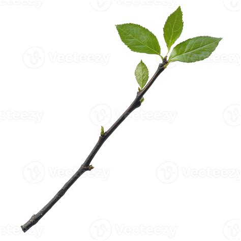 Fresh Green Twig With Leaves On A Plain Background 52885698 Png