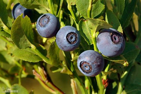 Bilberry Photos, Bilberry Images, Nature Wildlife Pictures | NaturePhoto