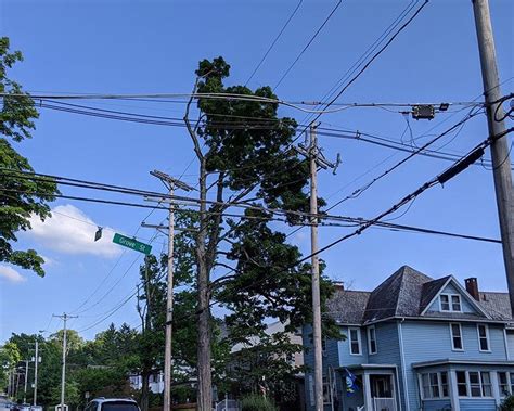 Room For All Trees In The Utility Corridor