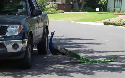 Un oraș din California a fost invadat de păuni care atacă oamenii și