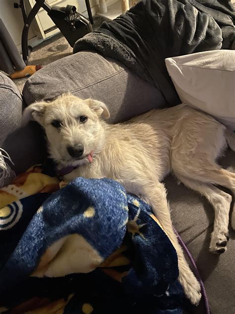 Meet Mildred The “mini Irish Wolfhound” Ridmydog