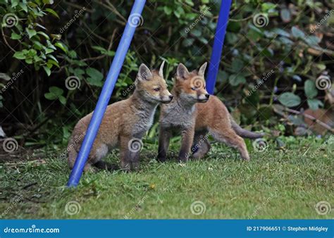 Fox Cubs Exploring The Garden Stock Image Image Of Beautiful Food 217906651