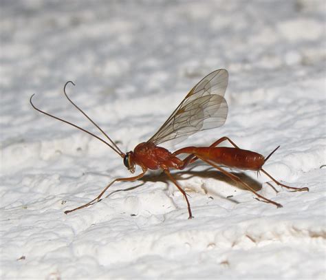 Bug Eric Wasp Wednesday Netelia