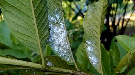 Penyakit Embun Tepung Pada Melon Kampustani Com