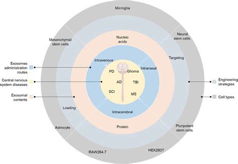 Schematic Diagram Of Various Cell Types Derived Exosomes With Specific