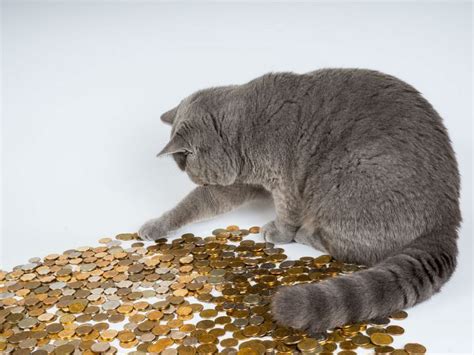 Cuanto Cuesta Tener Un Gato Actualizado Febrero