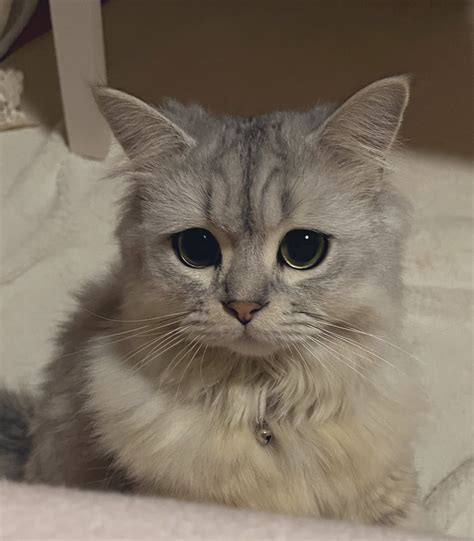 え～やめちゃうの？ふくれっ面の猫が話題 「しょんぼり顔がかわいい」「そんな顔されたら何でもします」｜まいどなニュース