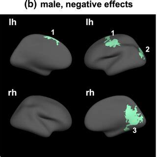 Sexindependent Effects Of Early Life Stress On Vertexwise LGI Download Scientific Diagram
