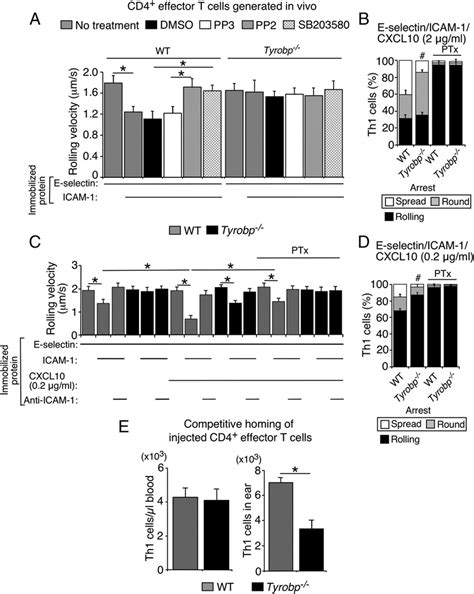 Cd4 Effector T Cells Generated In Vivo Also Use Dap12 Dependent Download Scientific Diagram