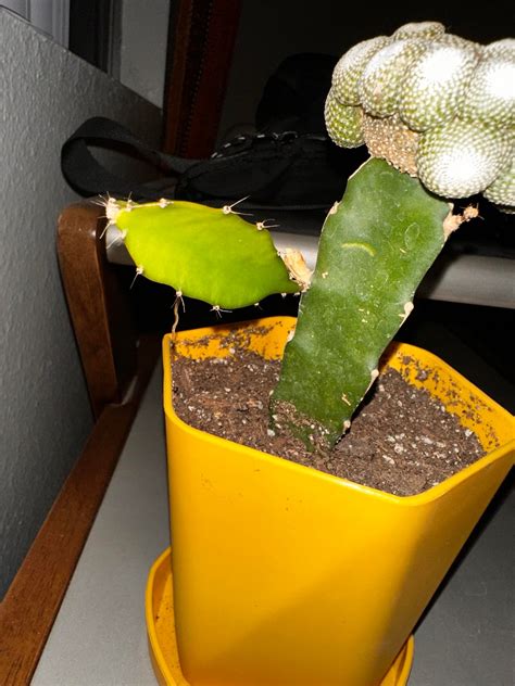 Graft Graft Revolt Aerial Root Rcactus