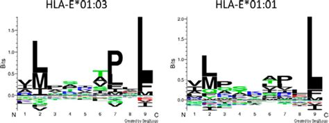 Identification Of Hla E Binding Mycobacterium Tuberculosis Derived