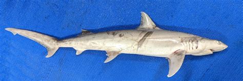 Shark Snaggletooth Ikijime