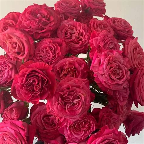 茜茜公主多头玫瑰 图库 五毛网