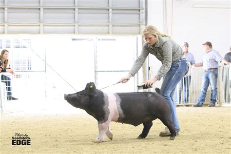 2018 Nbs Open Crossbred Market Hog Show National Swine Registry