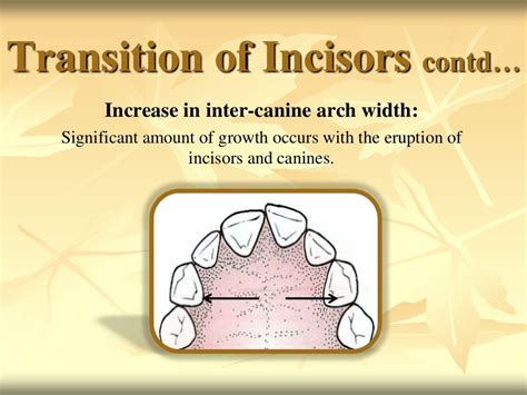 Development Of Occlusion