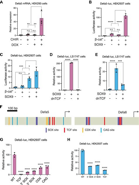Sox9 And Tcf Transcription Factors Associate To Mediate Wntβ Catenin