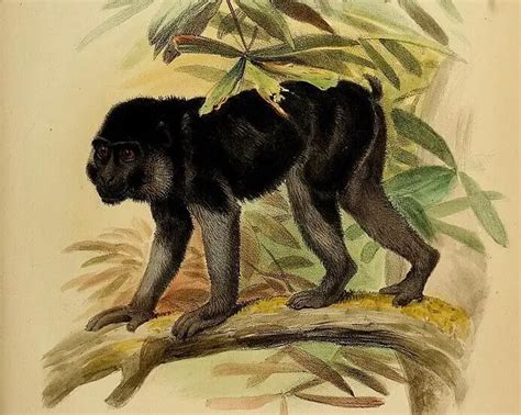 Booted Macaque Facts Diet Habitat And Pictures On Animaliabio