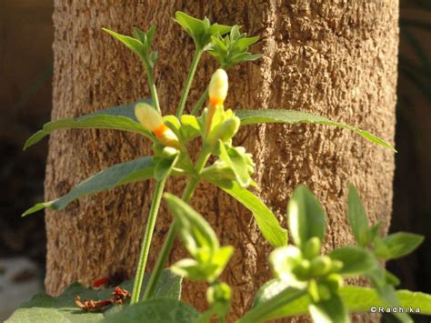 Coral Jasmine Facts And Health Benefits