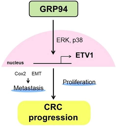 Glucose Regulated Protein 94 Mediates The Proliferation And Metastasis