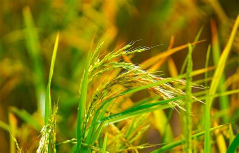 Lúa Cỏ Hay Còn Gọi Lúa Ma Lúa Lộn Là Gi