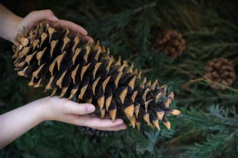 The 20 Strangest Pine Cones You Never Knew Existed