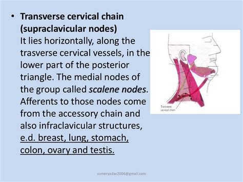 Cervical Lymph Adenopathy