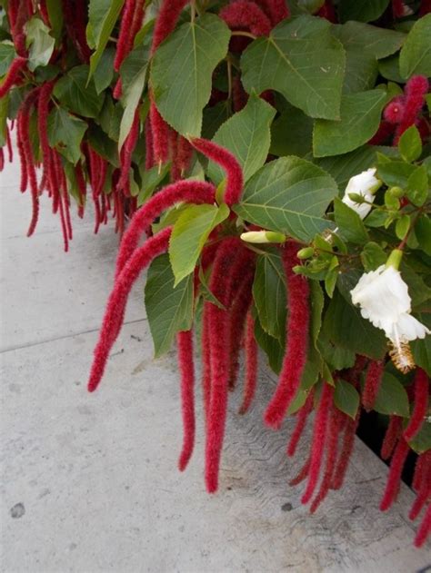 Floret Flower 플로렛 플라워 맨드라미줄맨드라미촛불맨드라미맨드라미종류꽃종류꽃이미지꽃이름꽃말도곡꽃집양재