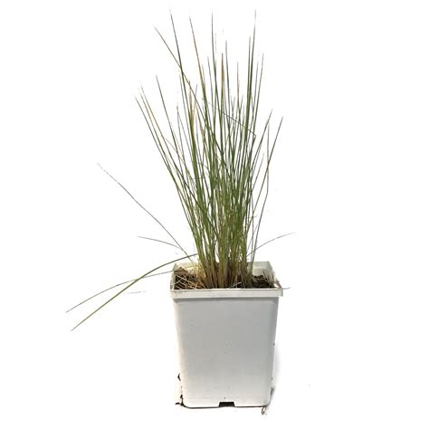Grass 15cmblue Oat Grass Floral Acres Greenhouse And Garden Centre