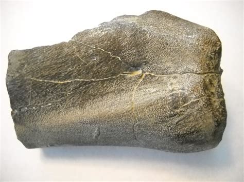 Mosasaur Bone Fossil Id The Fossil Forum