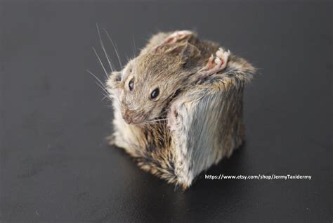 A Mouse Cube R Atbge
