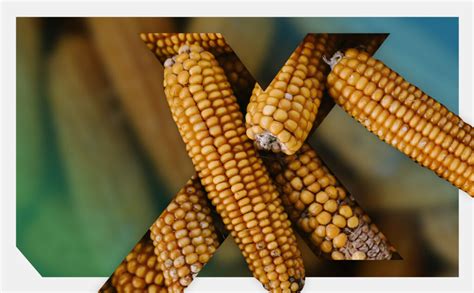 5 Tips To Manage Mycotoxin Risk In Livestock Feed Bextral