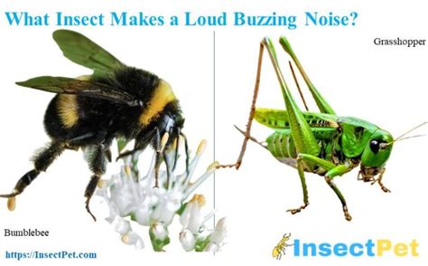 What Insect Makes A Loud Buzzing Noise