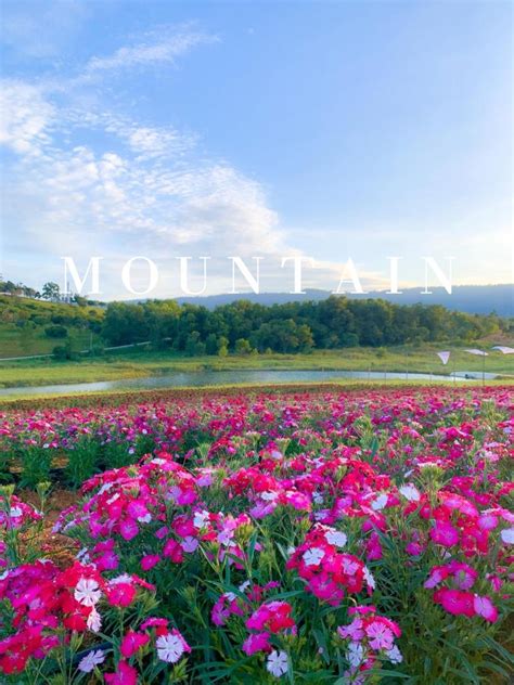 สวยสดชื่น ทุ่งดอกไม้ริมเขา ที่ 퐅퐎퐑퐄퐒퐓 퐆퐀퐑퐃퐄퐍 แลนด์มาร์กใหม่วังน้ำเขียว