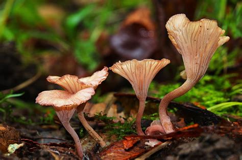 24 Pink Mushrooms And Fungi Identification And Edibility