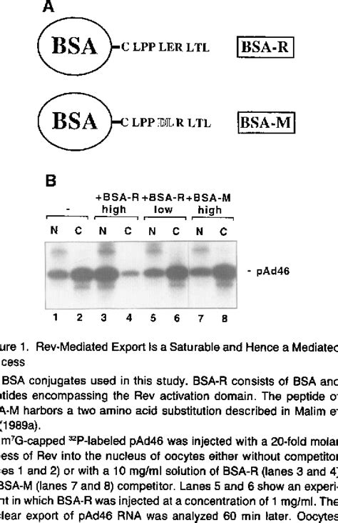 nuclear export signals semantic scholar