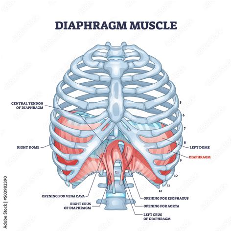 Diaphragm Diagram