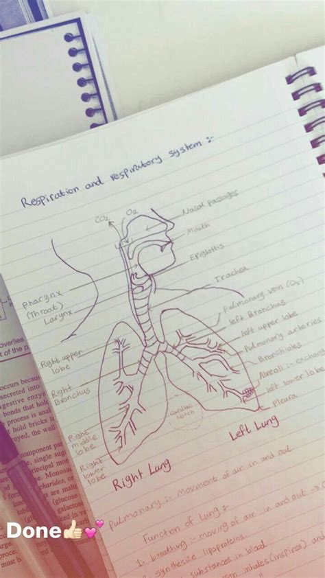 How To Draw Diagram Of Human Respiratory System Easily Step By Step