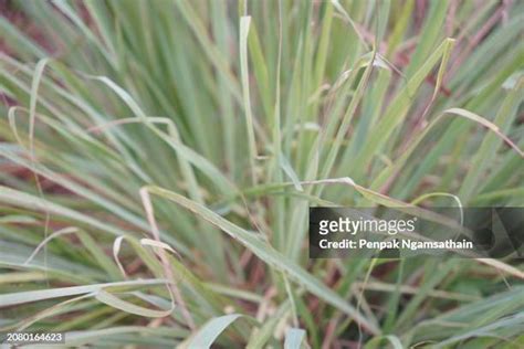 Lemongrass Garden Photos And Premium High Res Pictures Getty Images