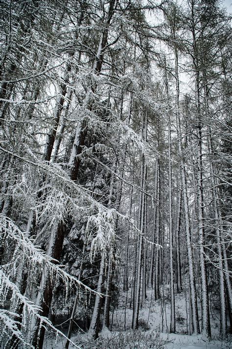 Forest Snow Trees Snowy Winter Hd Phone Wallpaper Peakpx